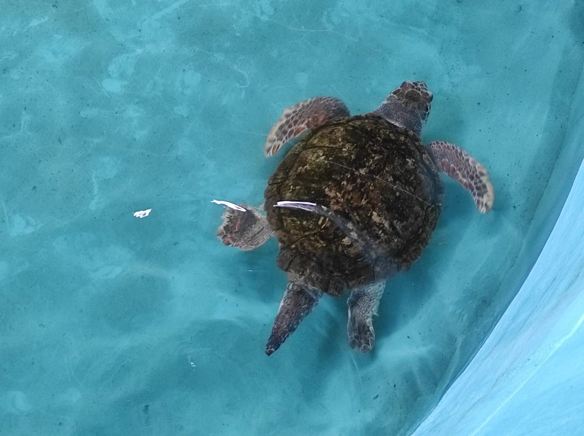 El tortugo Jorge ya está en Mar del Plata y evaluarán su adaptación al ...