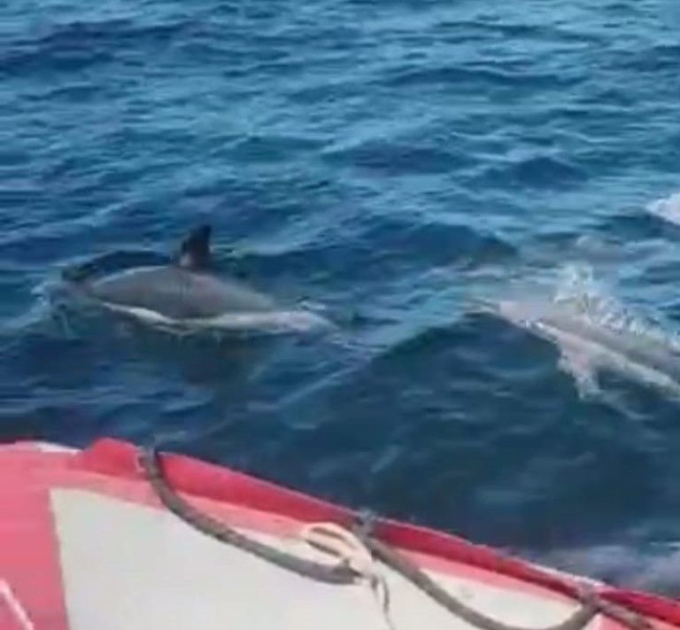 Hermoso encuentro con delfines frente a Mar del Plata | Infobrisas ...