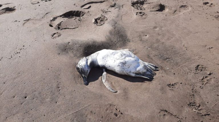 Encontraron otro pingüino muerto en una playa | Infobrisas | Noticias ...