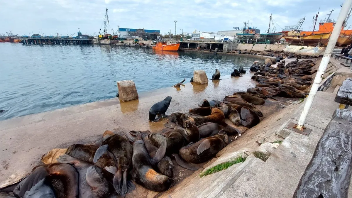 Explorando la vida de los lobos marinos, el emblema natural de Mar del ...
